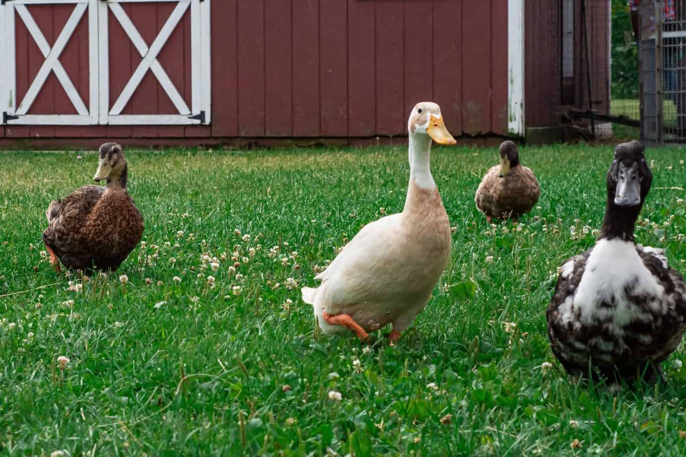 How Long Do Ducks Live? A Quick Guide to Duck Lifespans | ODH