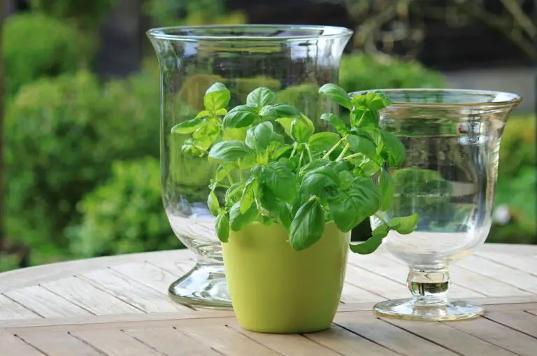How to Care for A Basil Plant: Growing And Harvesting Basil | ODH
