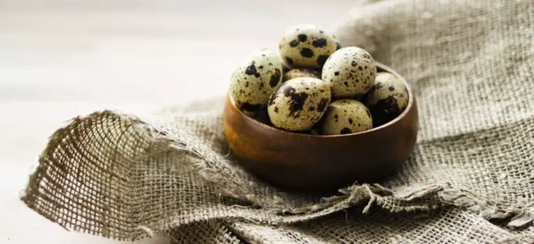 Hatching Quail Eggs: A Beginner’s Guide | ODH