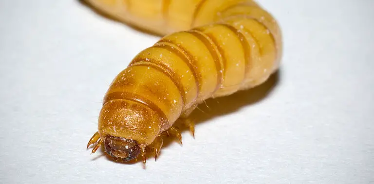 Organic Feeding: How To Grow Mealworms | ODH