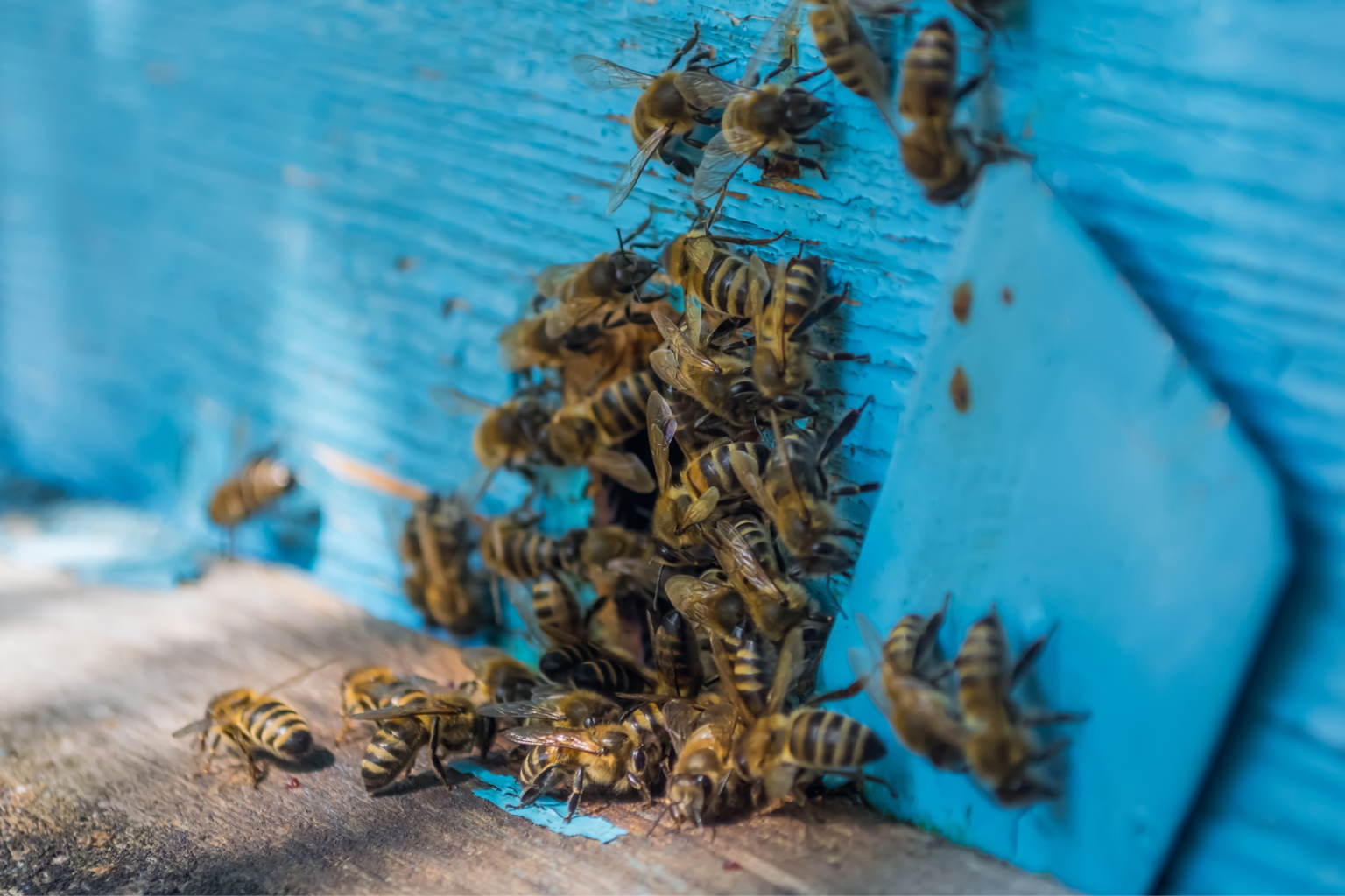 Beehive Painting Tips and Tricks | ODH