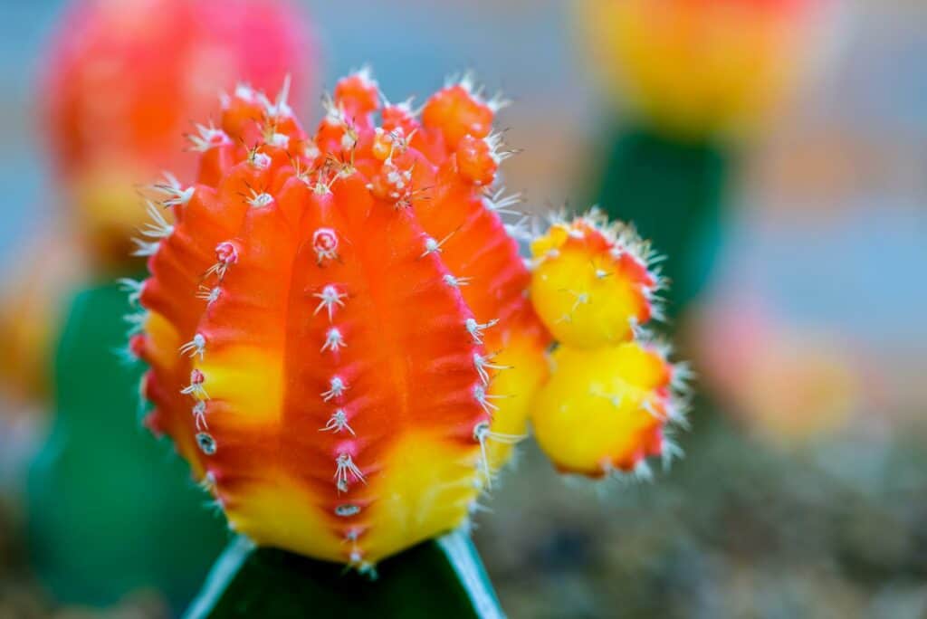 Moon Cactus Top Is Dying! What Do? | ODH