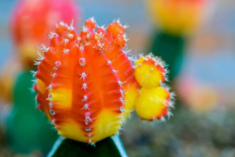 Moon Cactus Top Is Dying! What Do? | ODH
