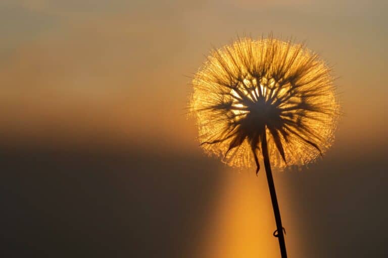 Do Dandelions Grow In Florida? [PLANT FACTS] | ODH