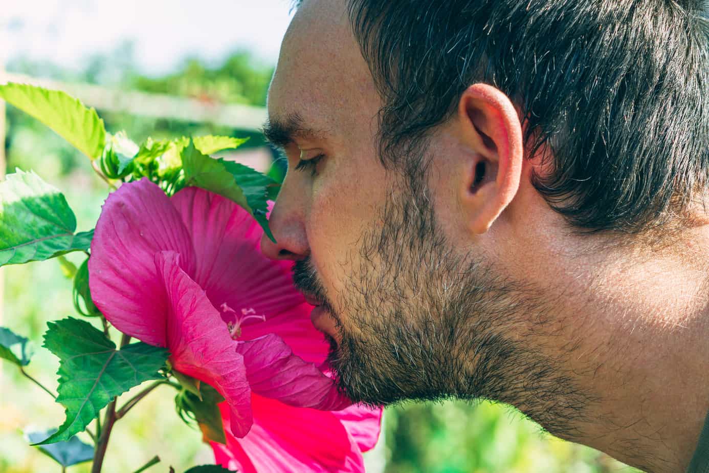 What Does Hibiscus Smell Like PLANT 101 ODH