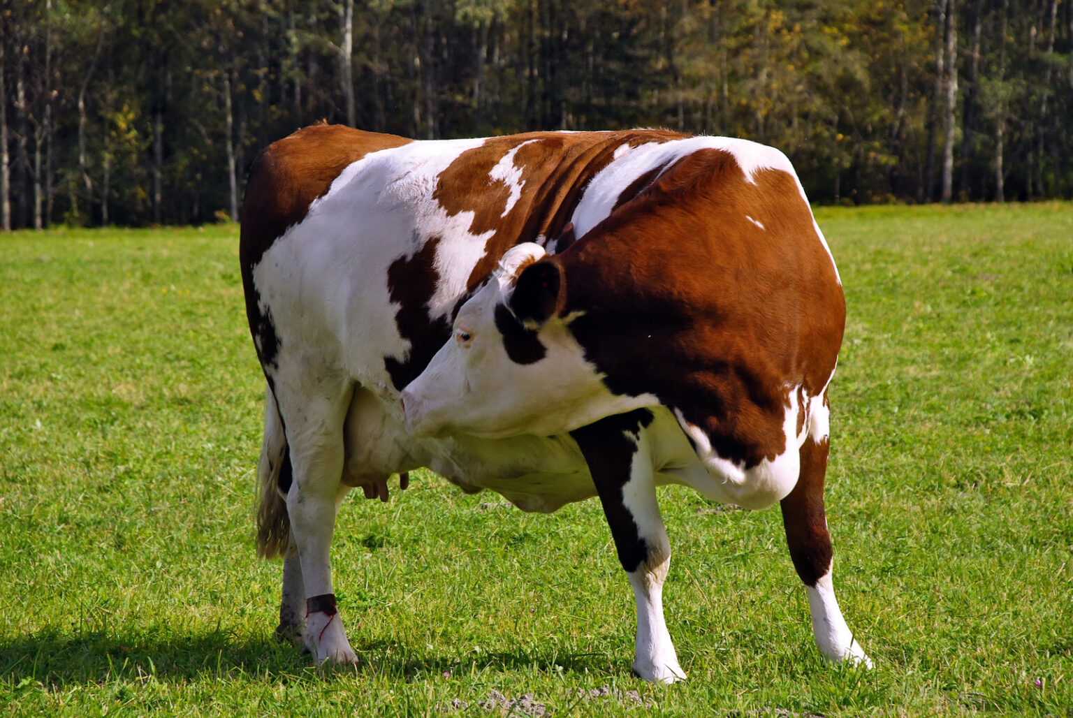 How Long Are Cows Pregnant? | ODH