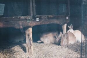 Raising Rabbits 101: A Homesteader's Essential Guide | ODH